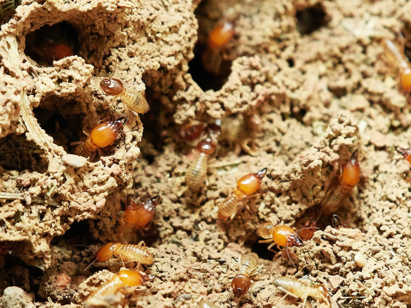 Termite Control & Inspections: Sharpsburg, Peachtree City & Newnan, GA ...